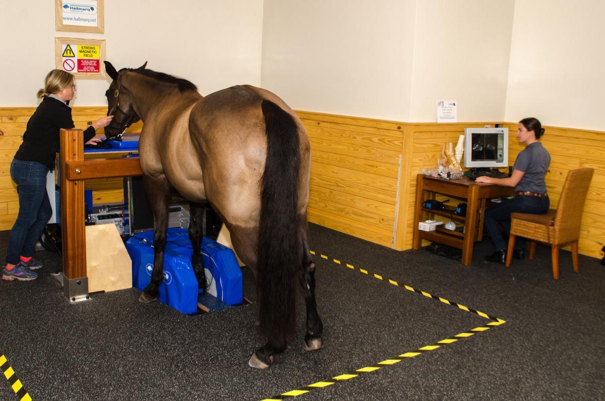 Featured Service: The Equine Standing MRI – Palm Beach Equine Clinic