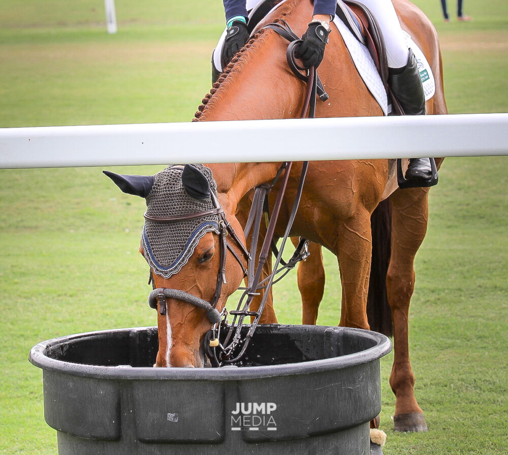 Horse Health Reminder: Hydration – Palm Beach Equine Clinic