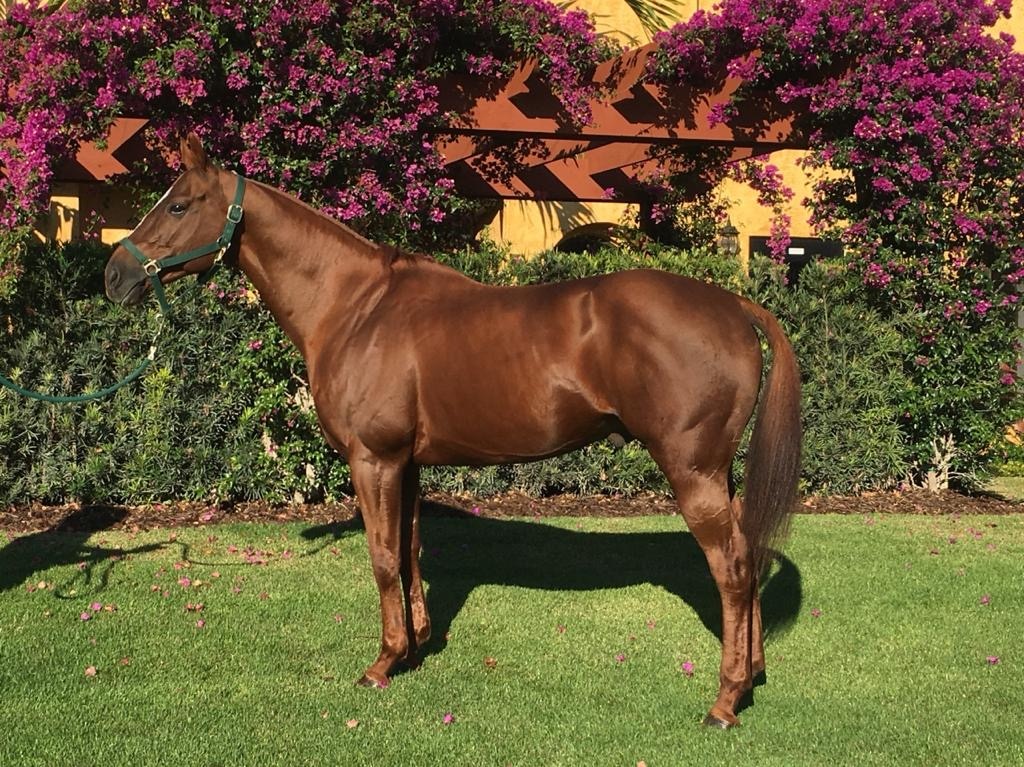 Equine Reproductive and Fertility Solutions | Palm Beach Equine Clinic