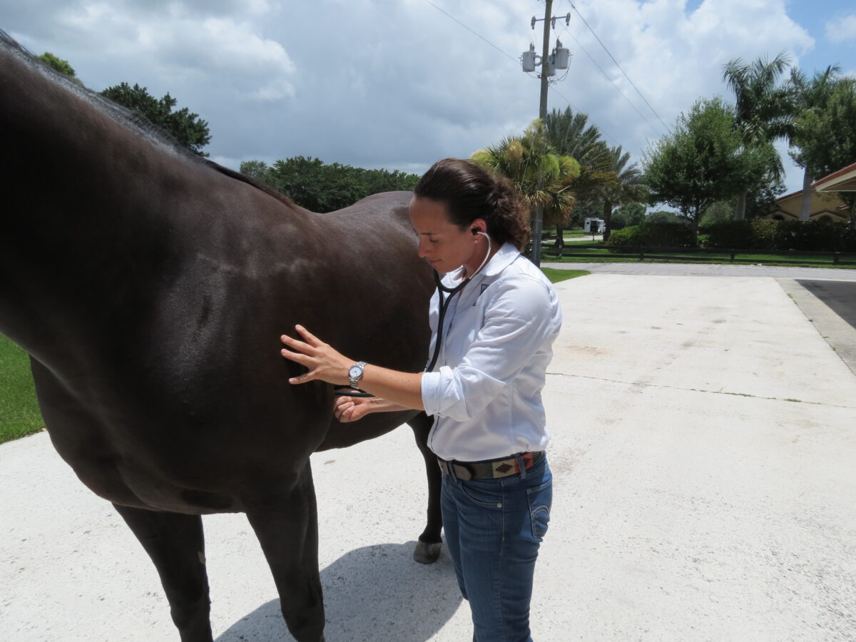 Understanding the Types, Causes, and Treatments of Equine Ulcers – Palm ...