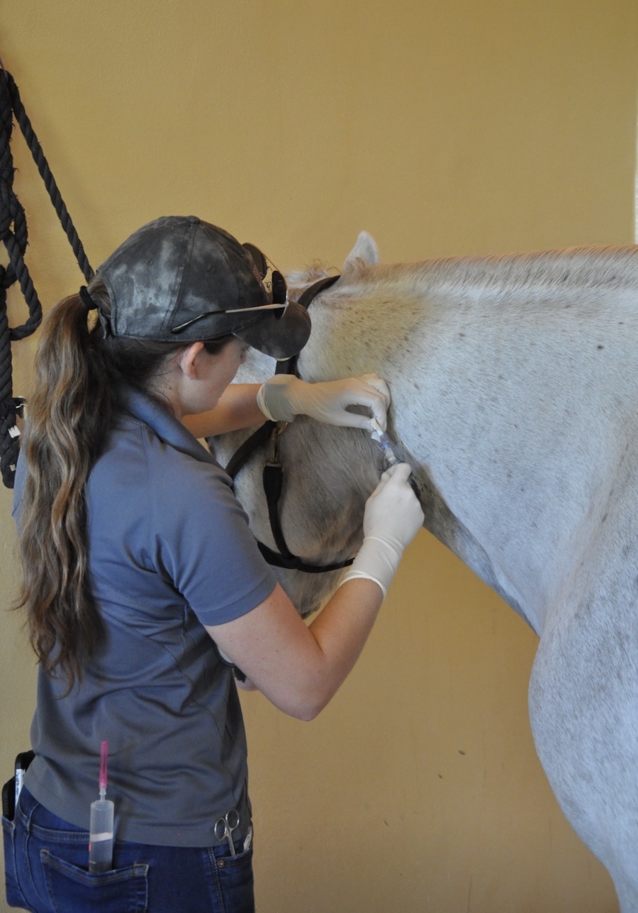 Palm Beach Equine Clinic Veterinary Technician Highlight: Sarah Panico ...