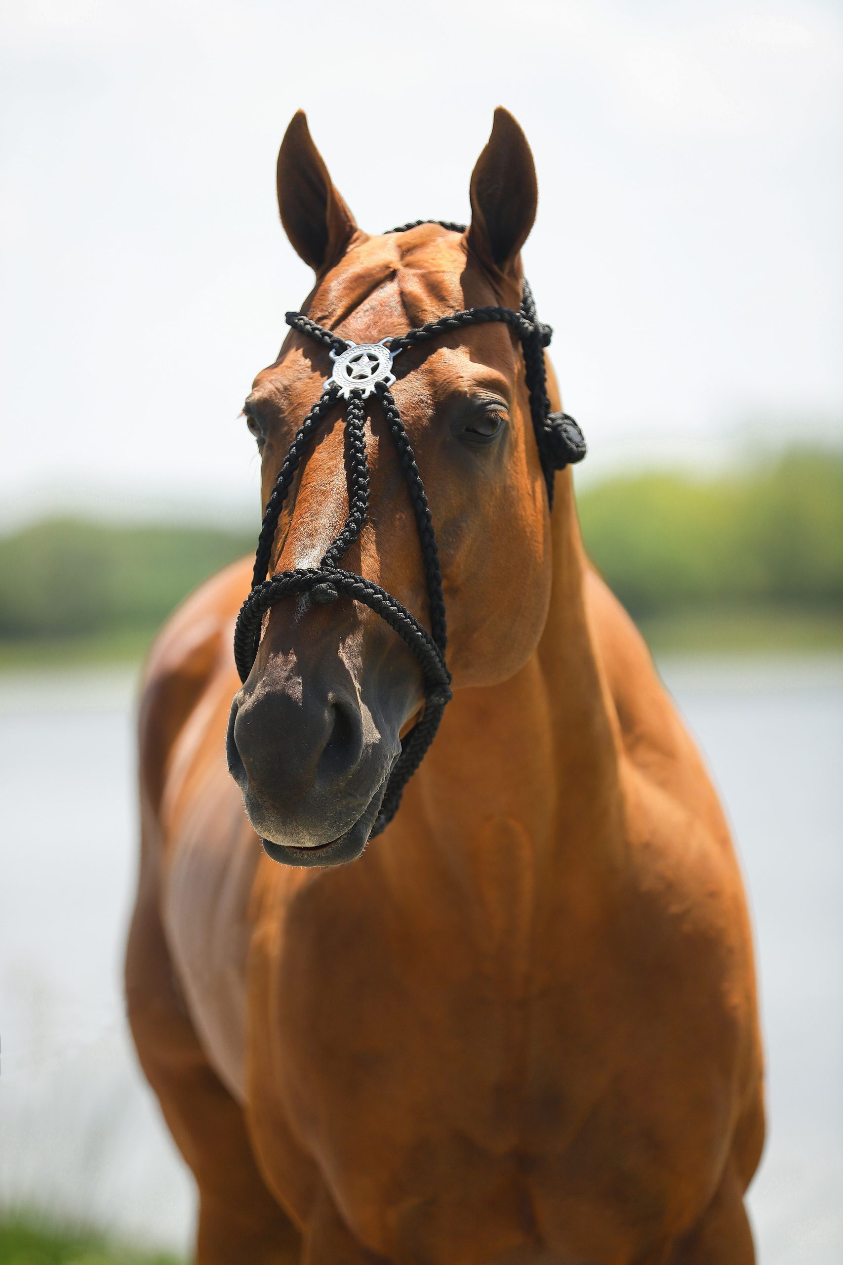 Breeding Stallion: Dolfina Cucumelo – Palm Beach Equine Clinic