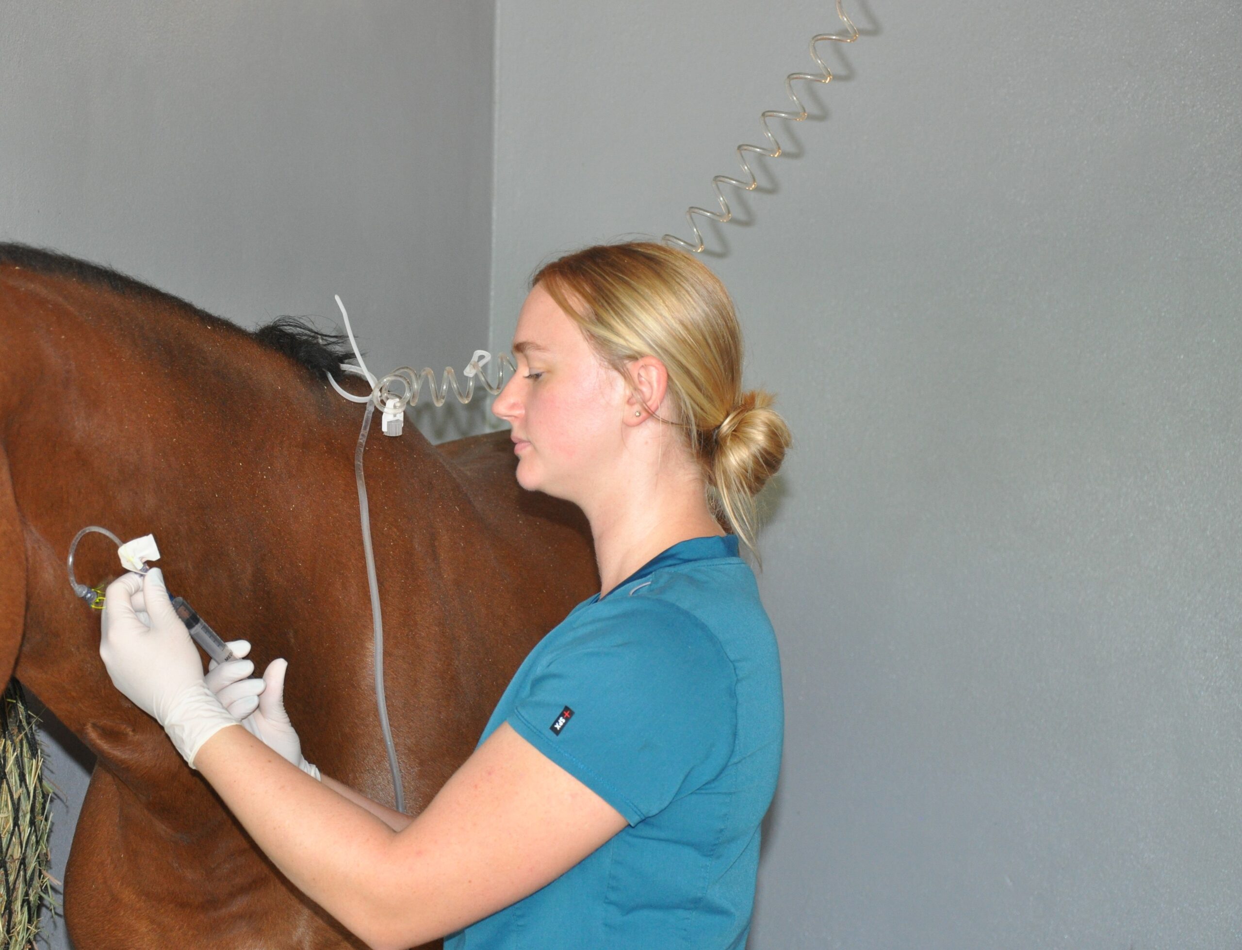Meet Allison Schatzley, Hospital Technician – Palm Beach Equine Clinic