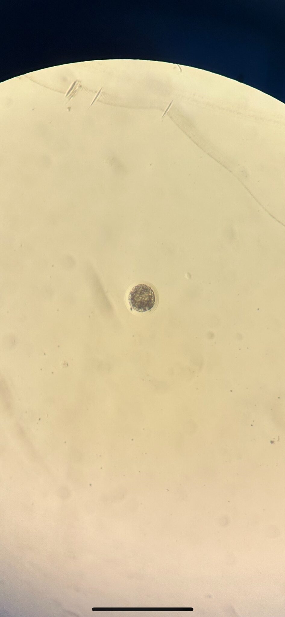 Embryo Transfer for Sport Mares: A Smart Breeding Solution – Palm Beach ...