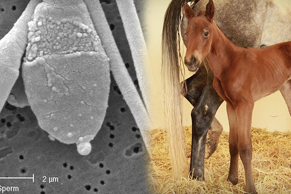 Advancing Equine Reproduction: How ICSI Is Transforming Sport Horse ...