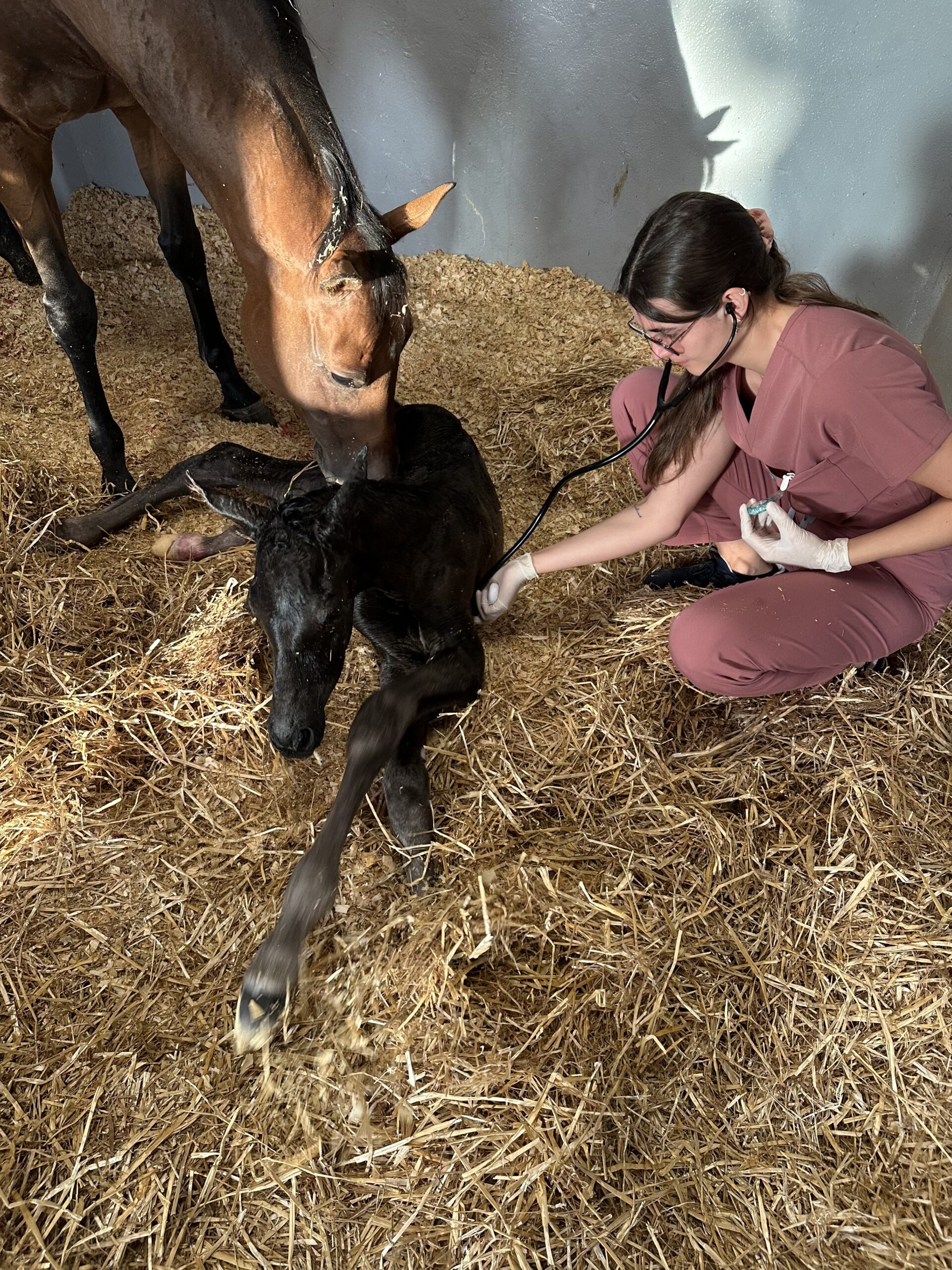 Meet PBEC Intern Sarah Océane Graf – Palm Beach Equine Clinic